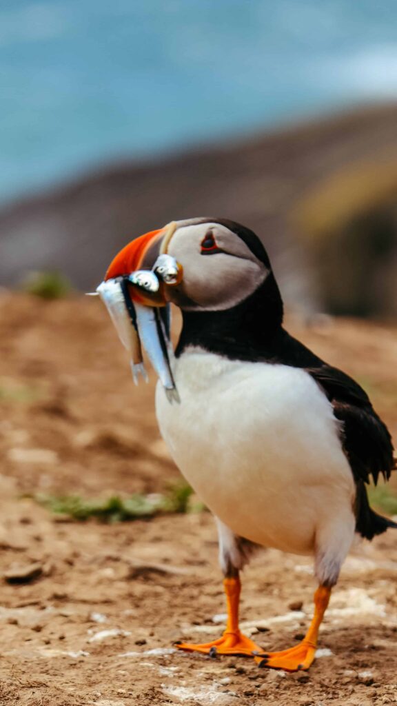 How to visit the Skomer puffins: A Welsh Wildlife Adventure